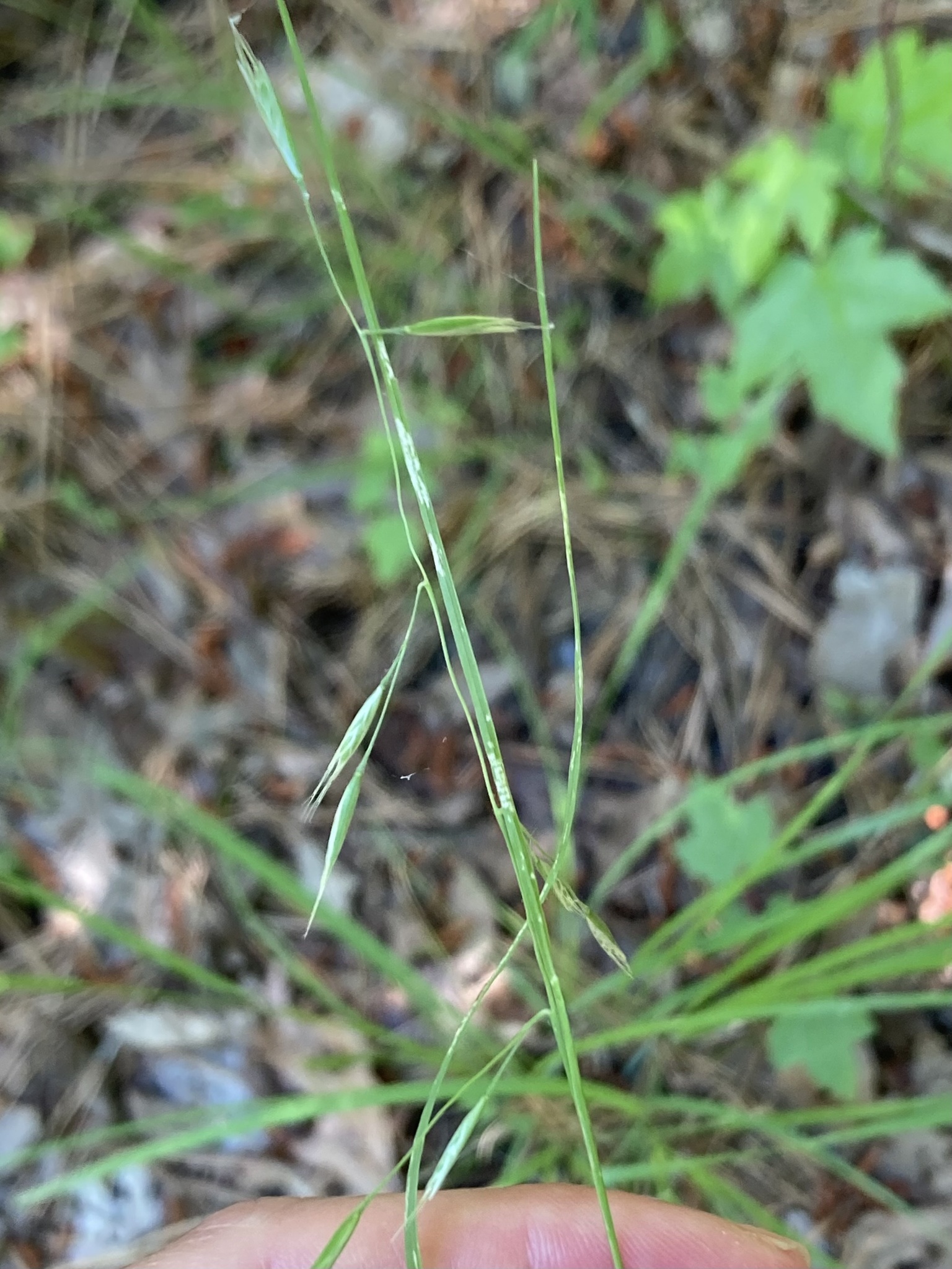 Danthonia compressa Austin