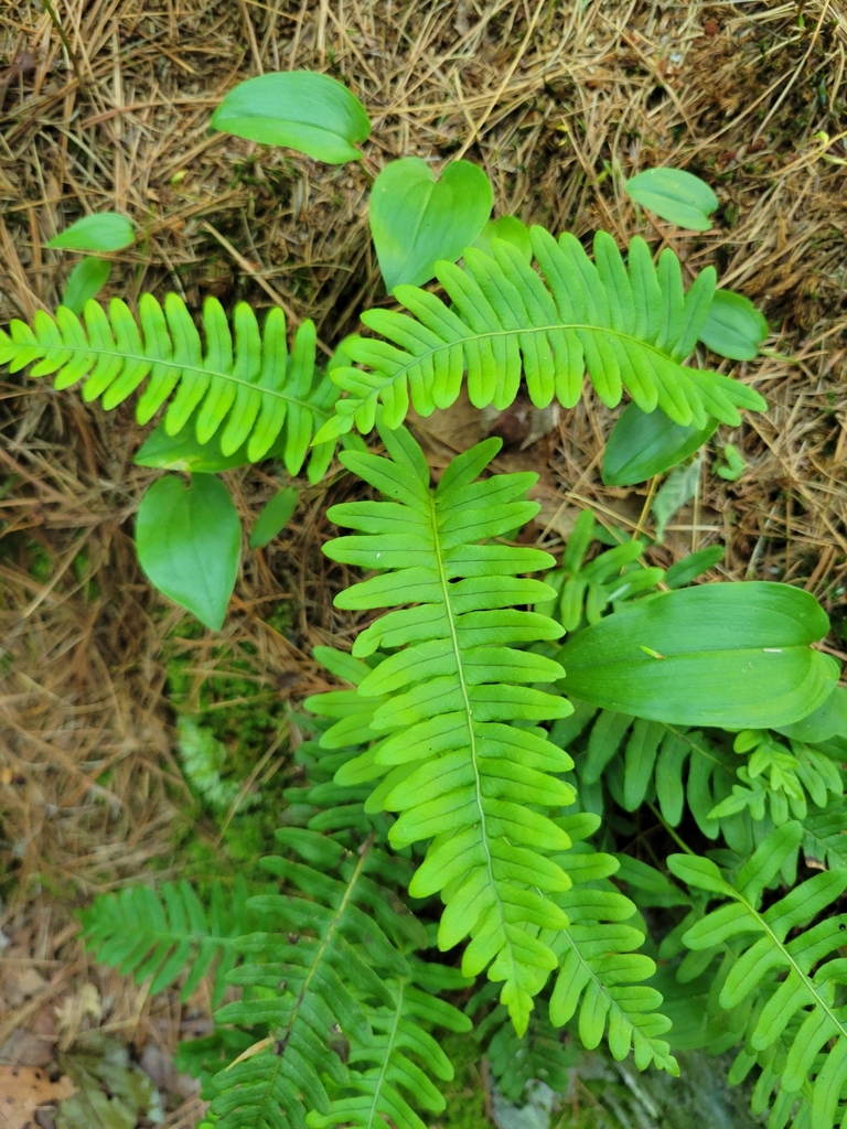 Appalachian rockcap fern from South Egremont, MA 01258, USA on June 26 ...