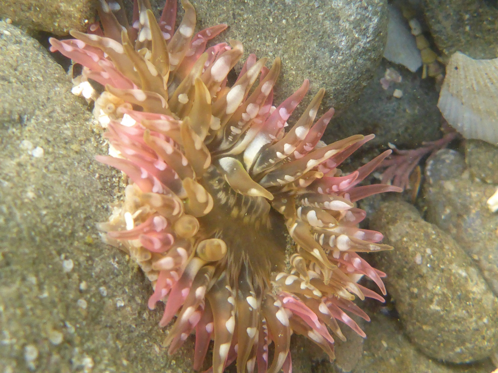 Aggregating Anemone (Multi-Agency Rocky Intertidal Network ) · iNaturalist