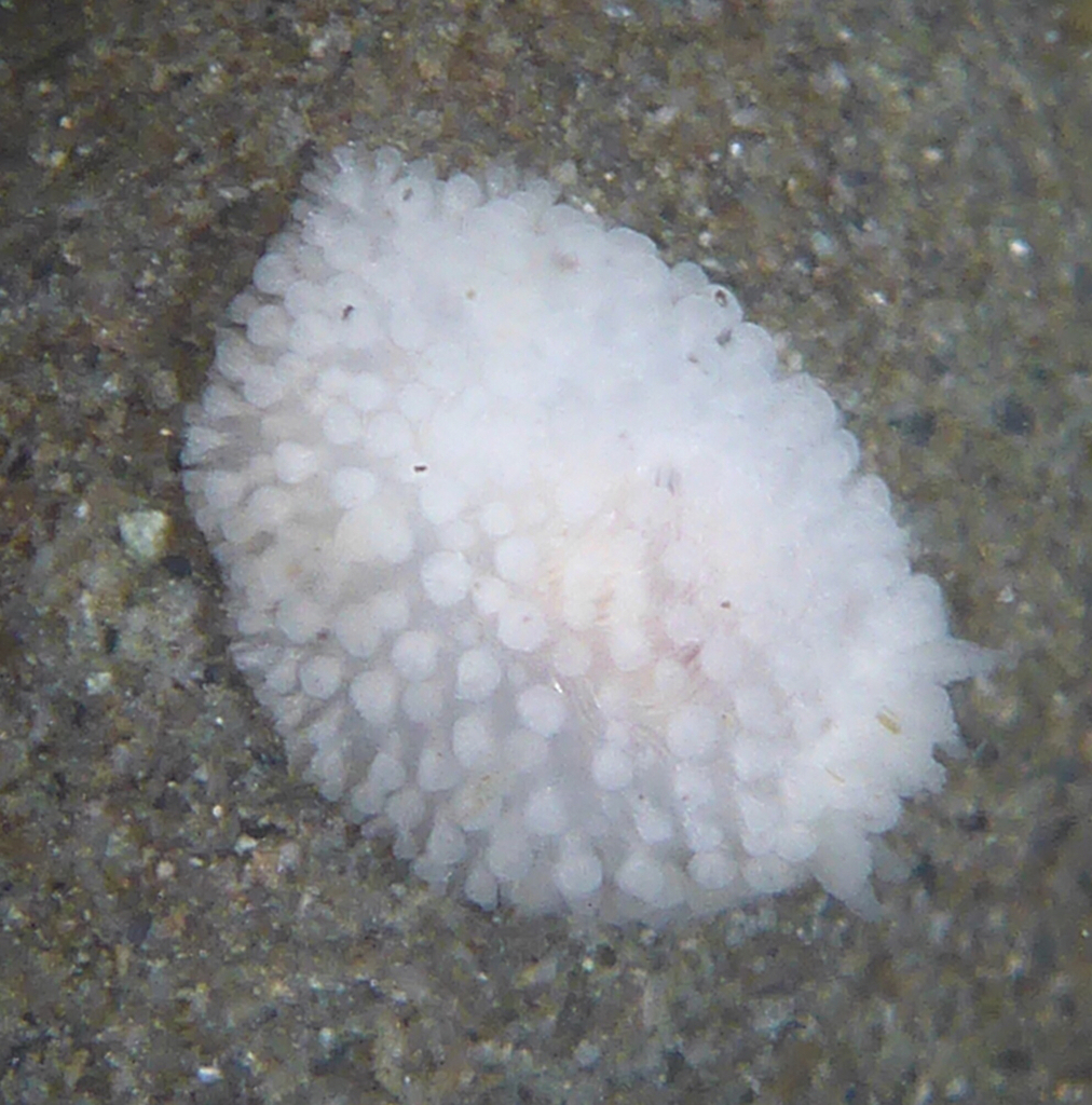 Fuzzy Onchidoris (Sea Slugs - Nudibranchs of California) · iNaturalist
