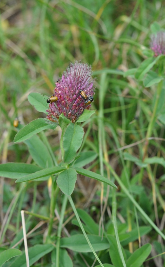 Red Trefoil from Naters, Schweiz on June 23, 2022 at 02:46 PM by ...