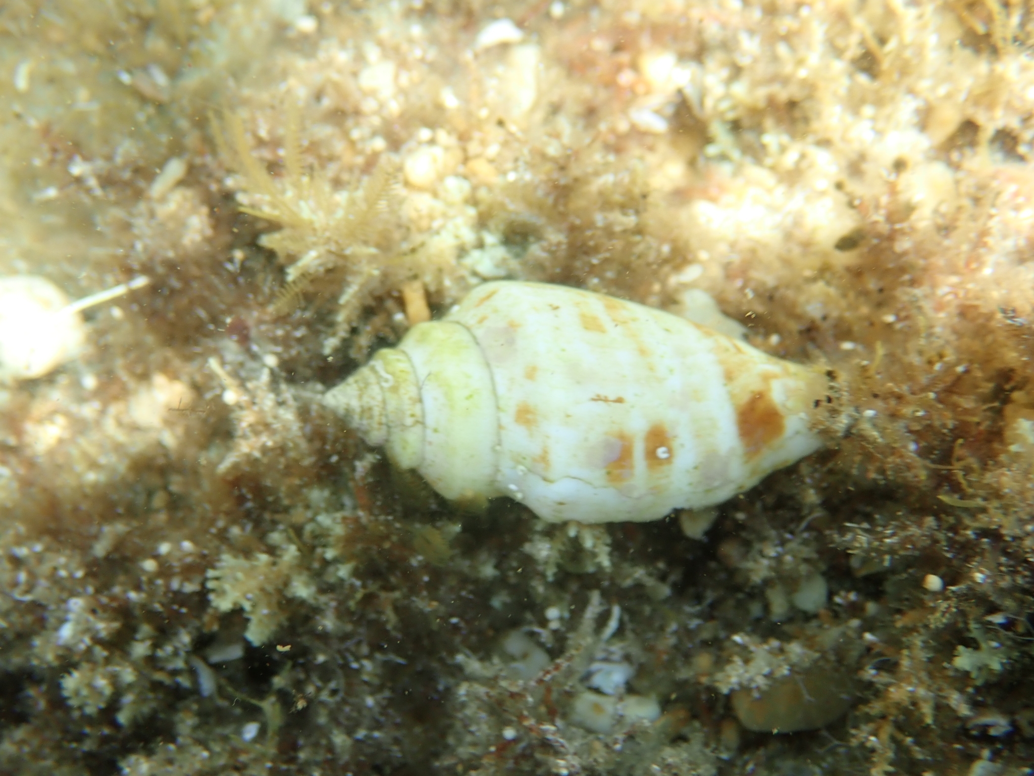 Conomurex persicus (Swainson, 1821)