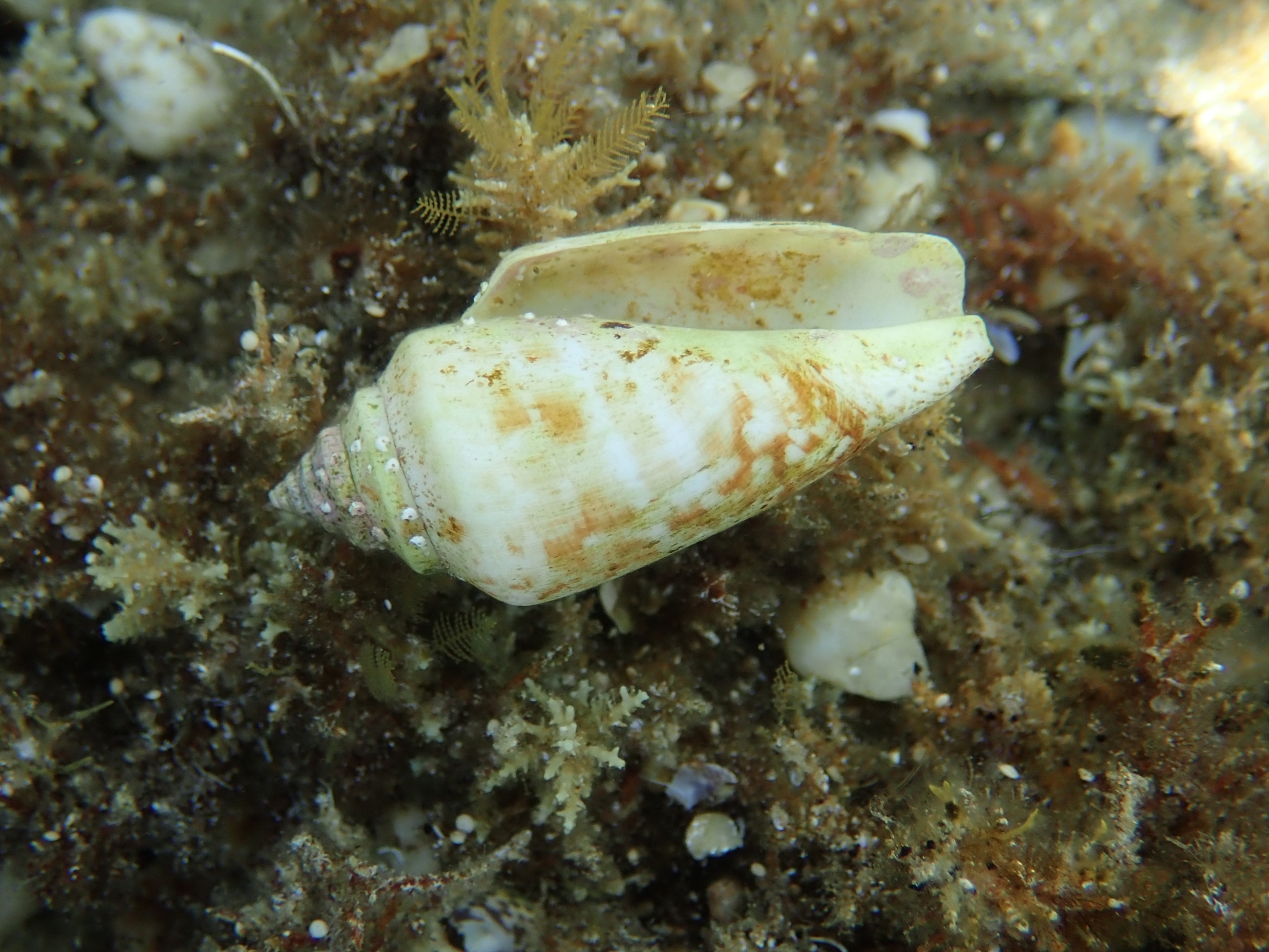 Conomurex persicus (Swainson, 1821)