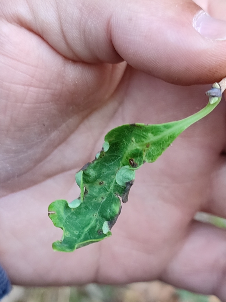 Fennel Aphid in June 2022 by Luis Silva. On Lonicera periclymenum ...