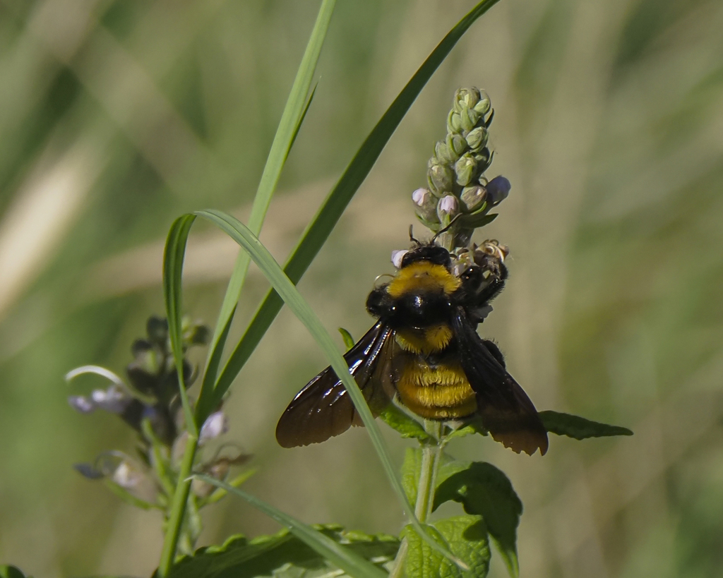Sonoran Bumble Bee from Nalle Woods, Austin, TX 78746, USA on June 26 ...