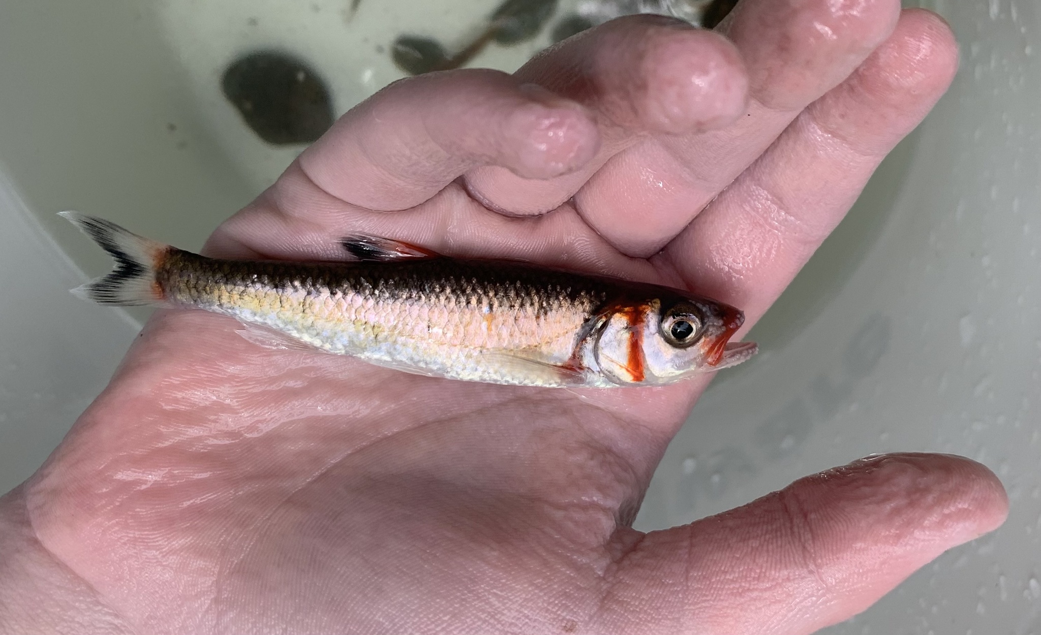 Luxilus coccogenis (Cope, 1868)