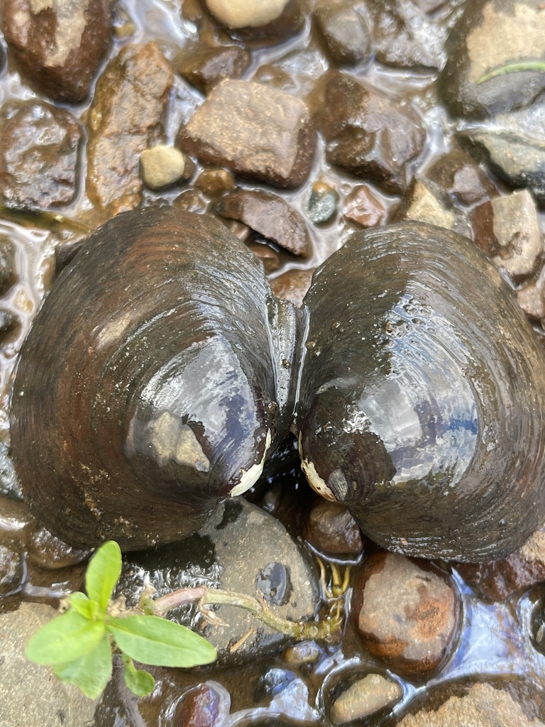 Round Pigtoe from Wild River State Park, Harris, MN, US on June 26 ...