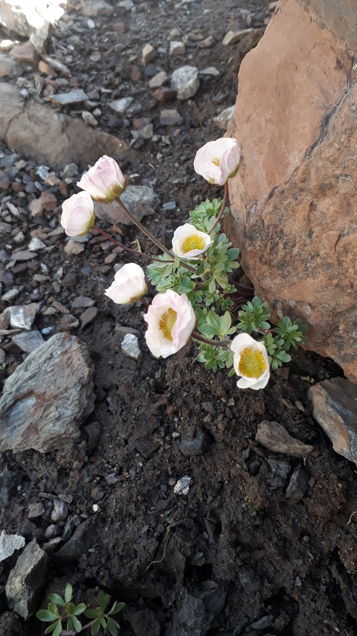 Ranunculus glacialis L.