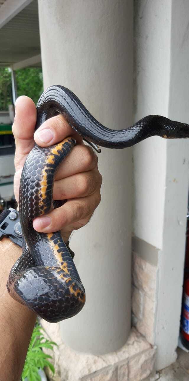 Lycodonomorphus laevissimus (Günther, 1862)