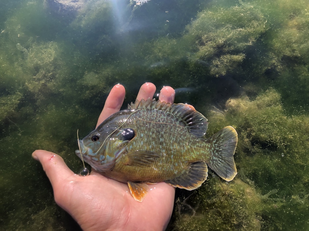 Greengill Sunfish (Lepomis macrochirus × cyanellus) - Marine Life ...