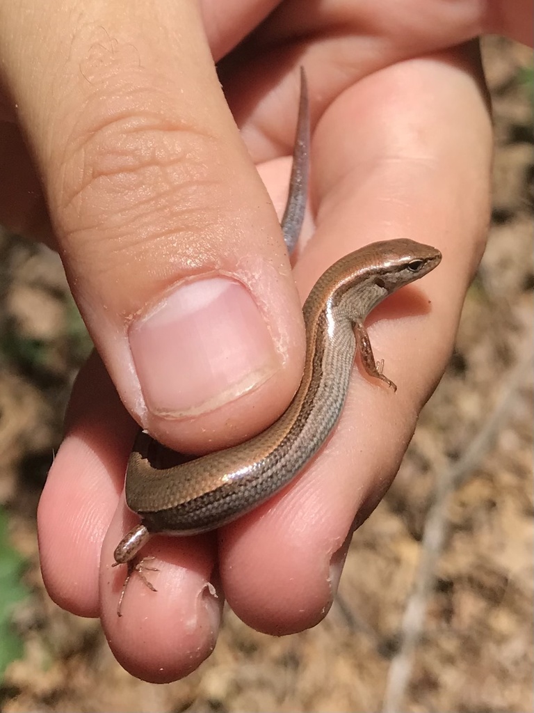 Little Brown Skink from Virginia Ave, Stillwater, OK, US on June 26 ...