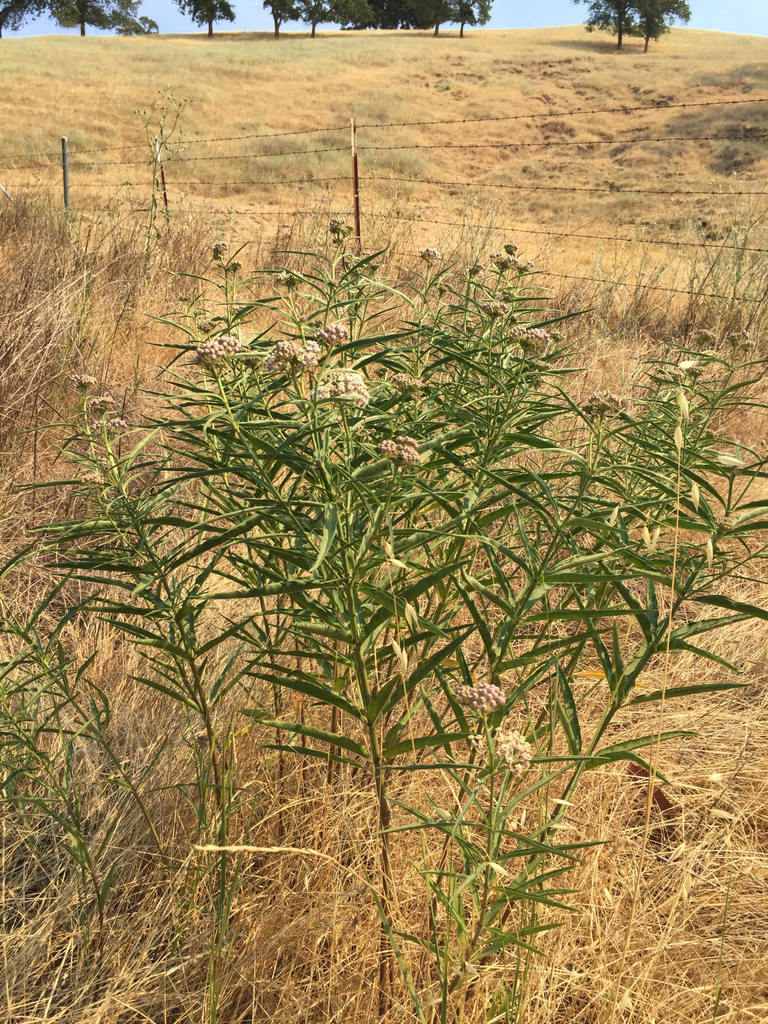 narrowleaf milkweed from Danville, CA, USA on July 1, 2018 at 03:24 PM ...