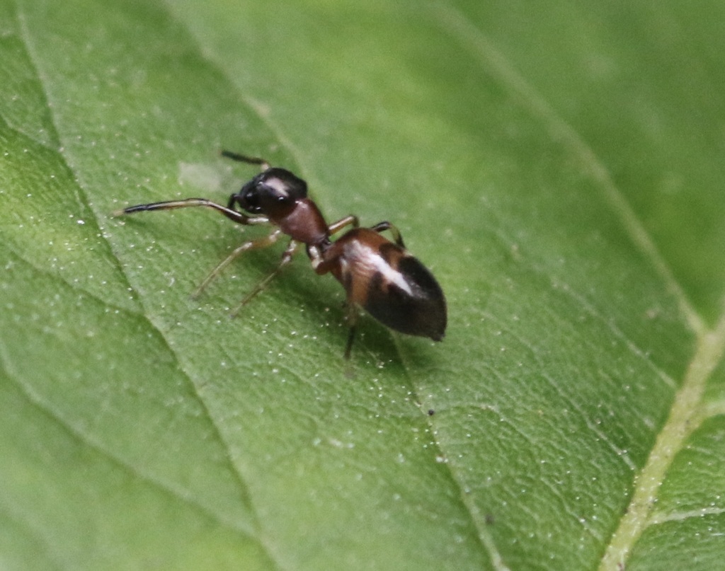 Myrmarachne formicaria from Taylor Creek Park, Toronto, ON, Canada on ...