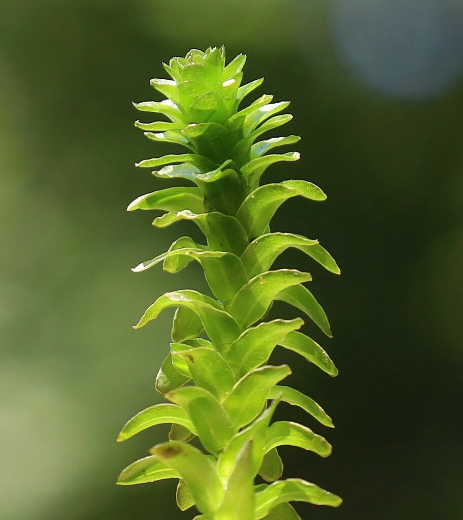 waterweeds (Elodea) - Botanical Realm