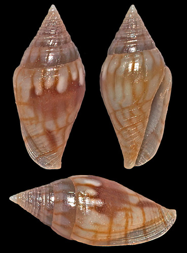 Anarithma pamila · iNaturalist