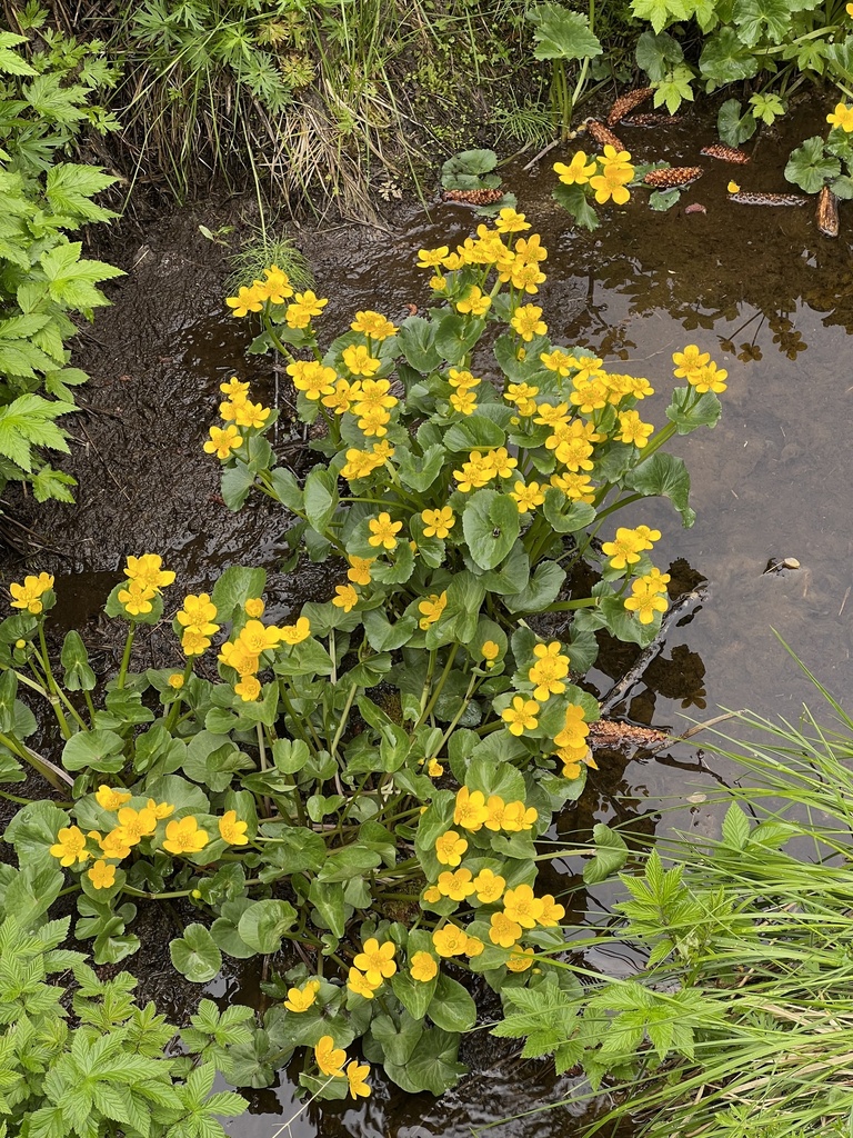 marsh marigold from Kjarnaskógur, Akureyri, Northeastern Region, IS on ...