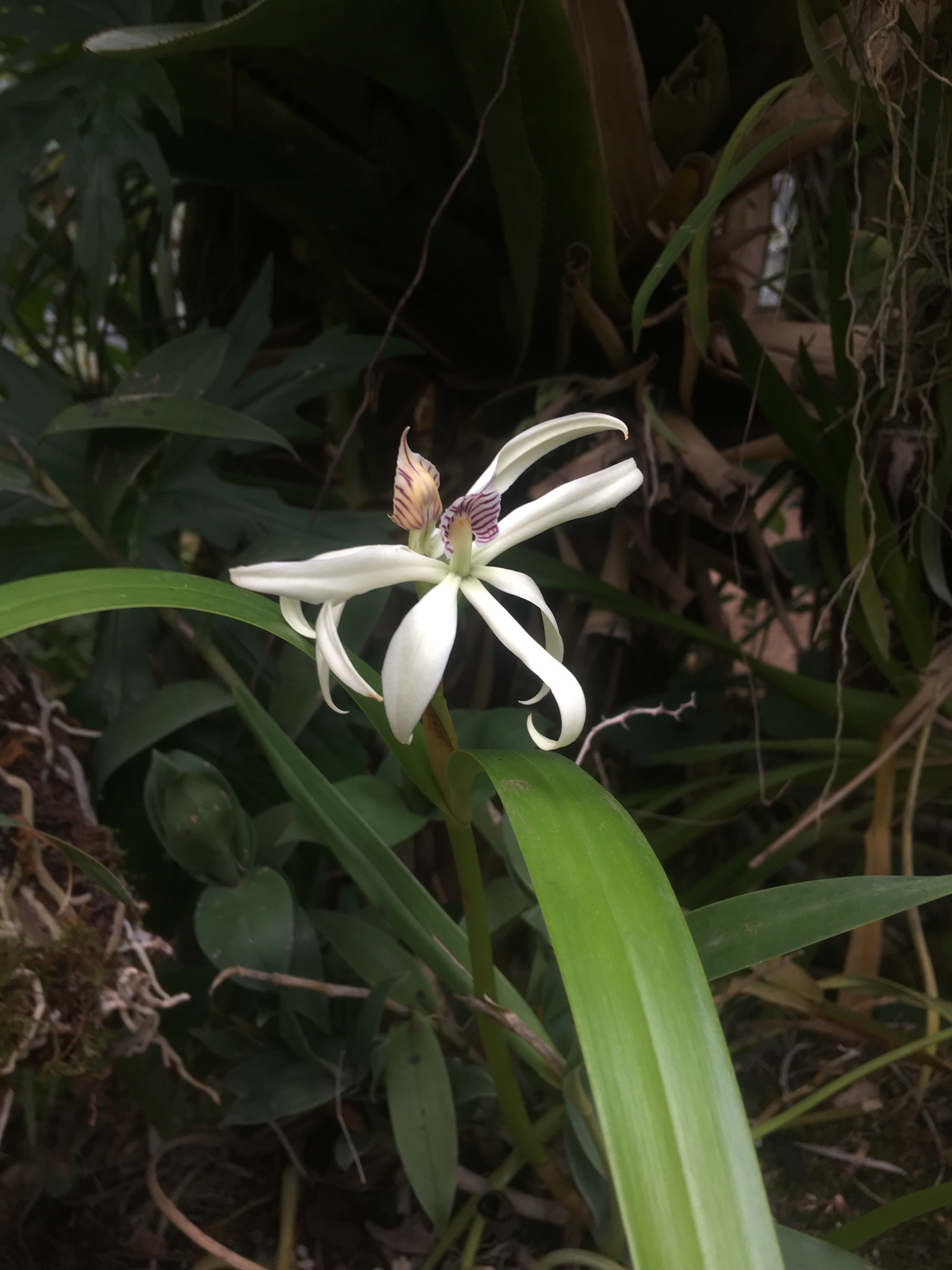 Prosthechea baculus (Rchb.f.) W.E.Higgins