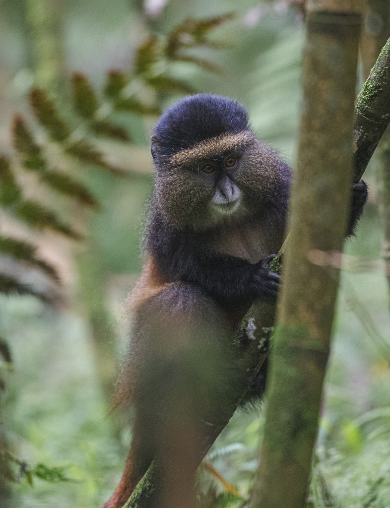 Golden Monkey in December 2017 by Corey Husic · iNaturalist