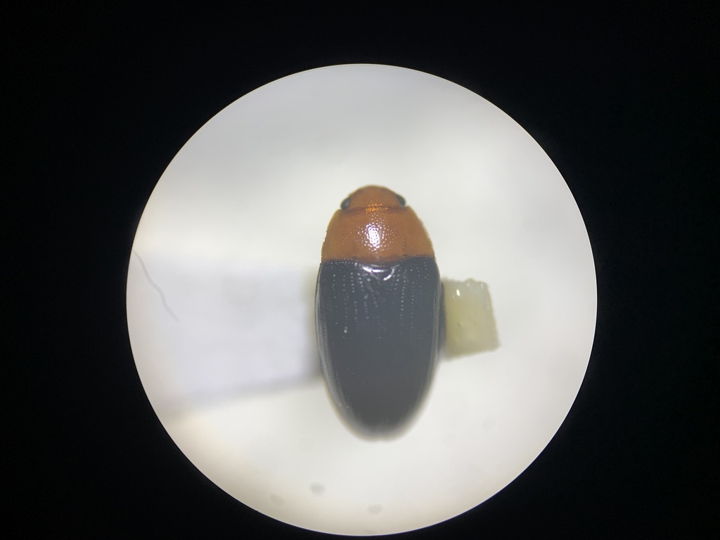 Triplax flavicollis from Gravity, IA, US on May 28, 2022 at 04:11 PM by ...