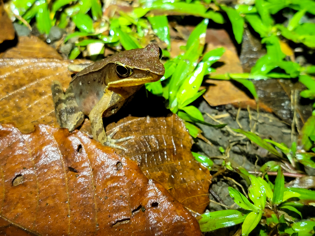 Brilliant Forest Frog from Alajuela Province, La Fortuna, 21007, Costa Rica on June 14, 2022 at ...