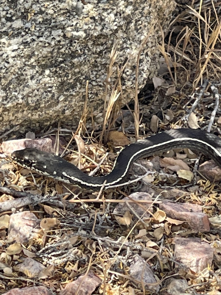 Striped Racer from Santa Rosa and San Jacinto Mountains National ...
