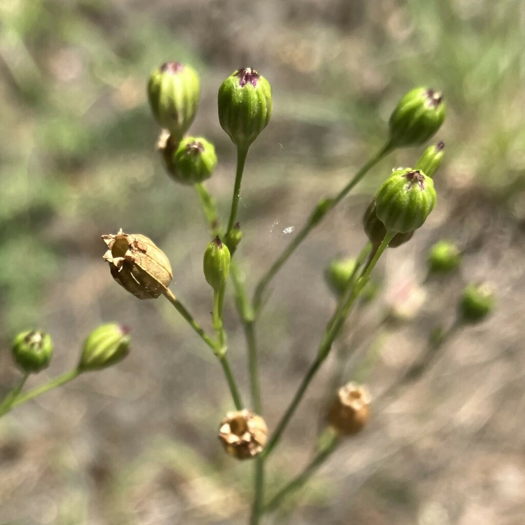 sleepy catchfly from Colchester, CT 06415, USA on June 20, 2022 at 01: ...