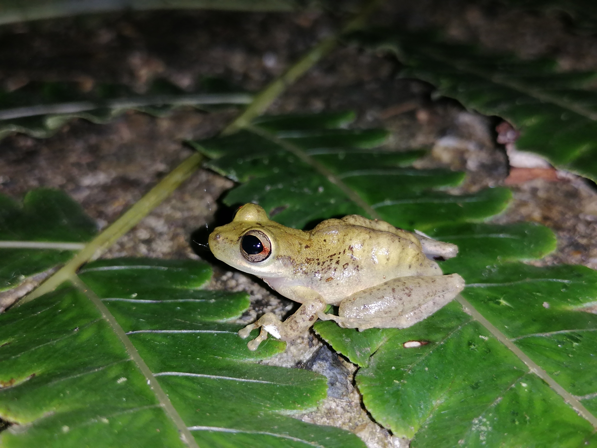 Flectonotus fitzgeraldi (Parker, 1934)