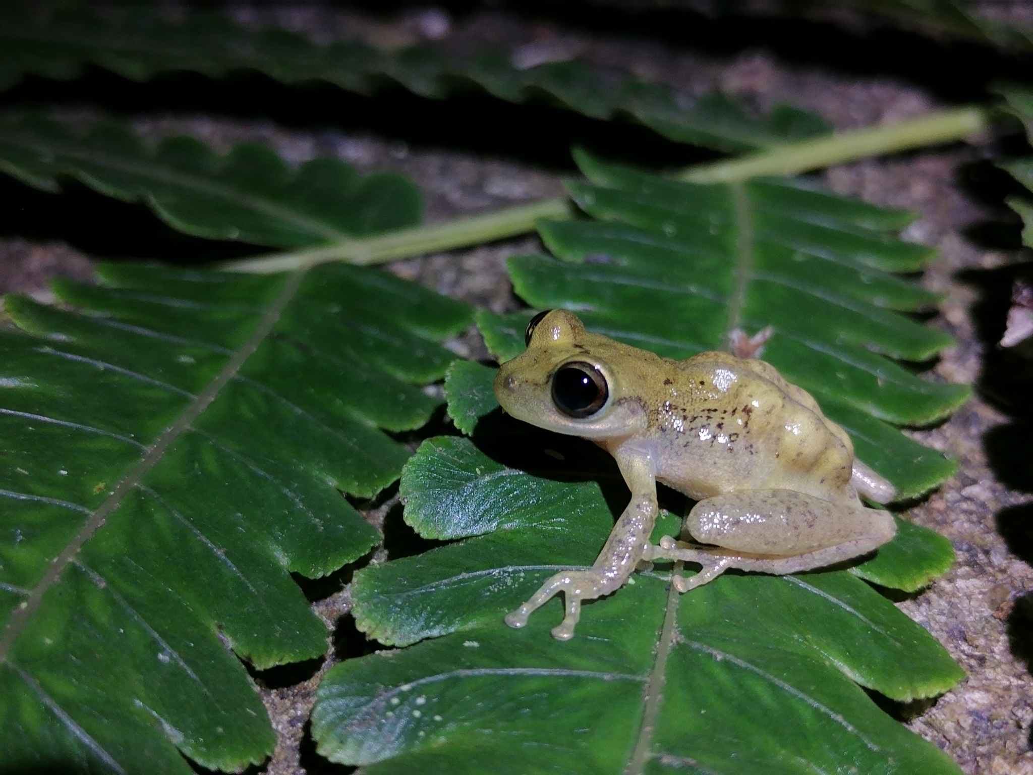 Flectonotus fitzgeraldi (Parker, 1934)