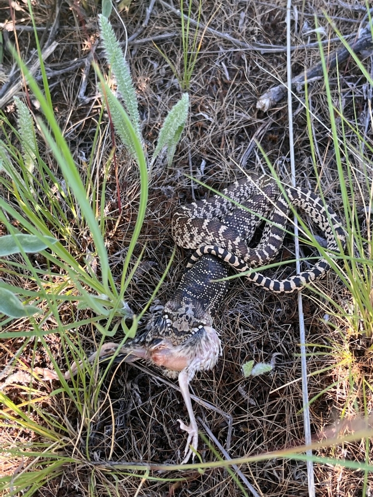 Gopher Snake from Florence, MT 59833, USA on June 24, 2022 by Aidan R ...