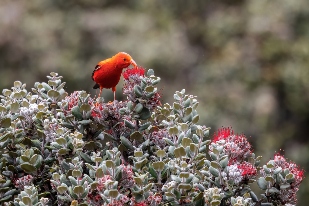 'I'iwi in June 2022 by srob650 · iNaturalist