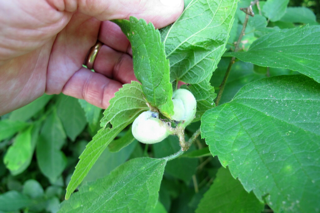 Hackberry Petiole Gall Psyllid from SRT, Monocacy Station, Berks County ...