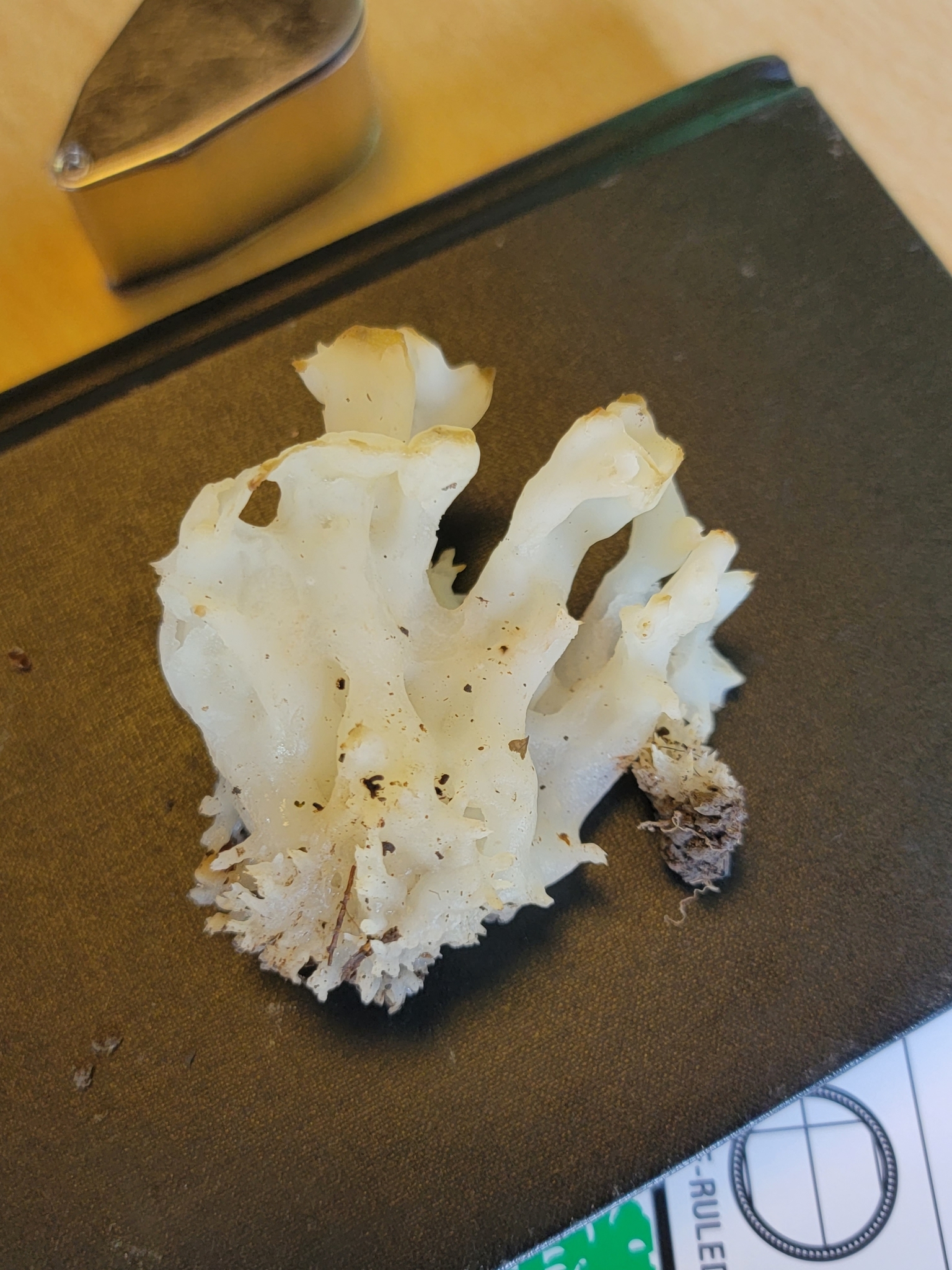 Sebacina sparassoidea (Lloyd) P.Roberts