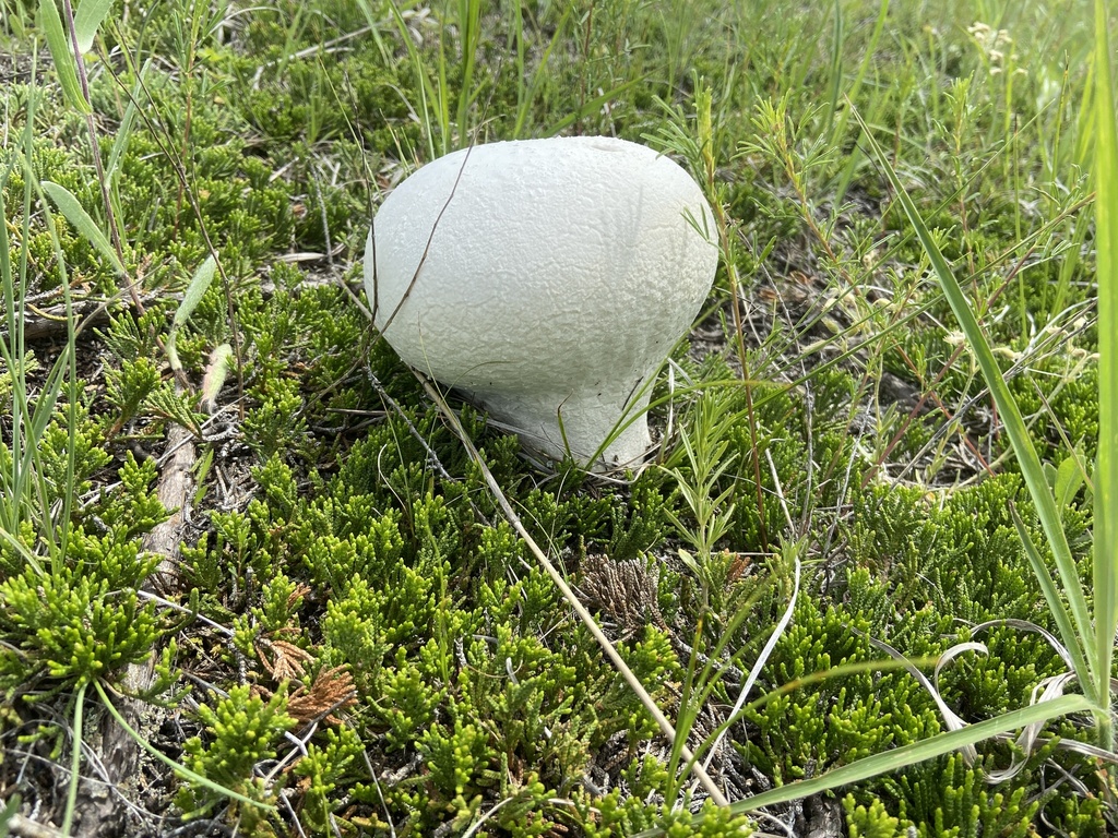 Western Giant Puffball from Birds Hill Provincial Park, Springfield, MB ...