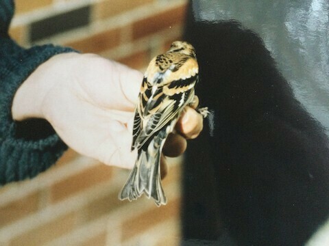 Brambling from Oxford County, ON, Canada on November 02, 1992 by james ...