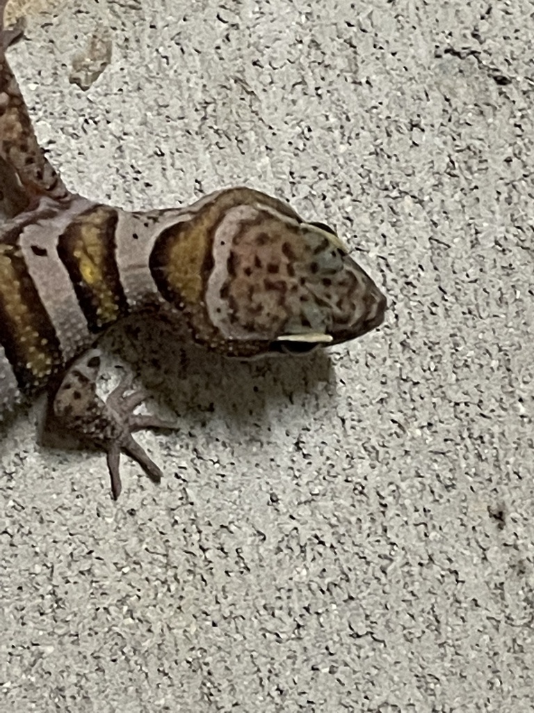 Queensland Giant Bent-toed Gecko in June 2022 by suecee. Several living ...