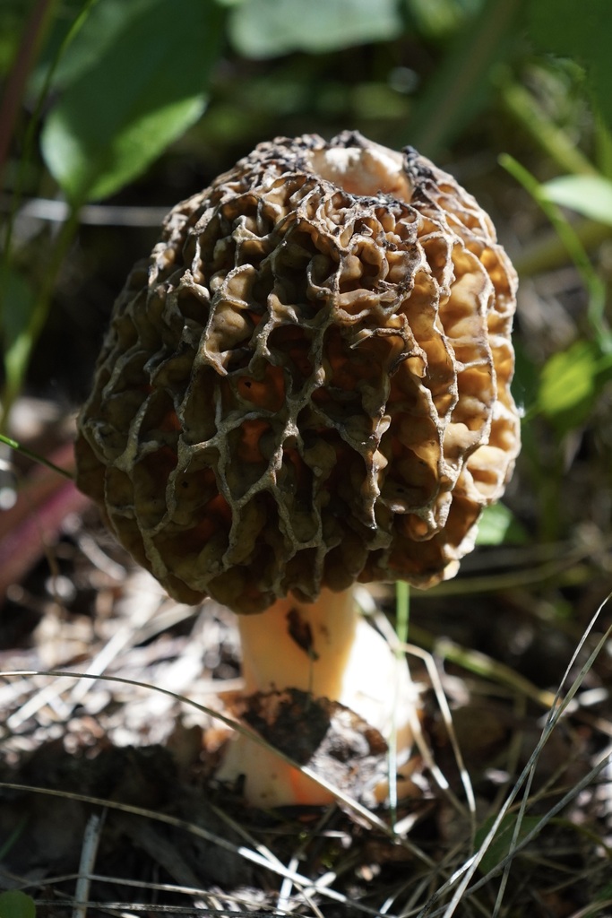 white morel from Southwest Calgary, Calgary, AB, Canada on June 26 ...