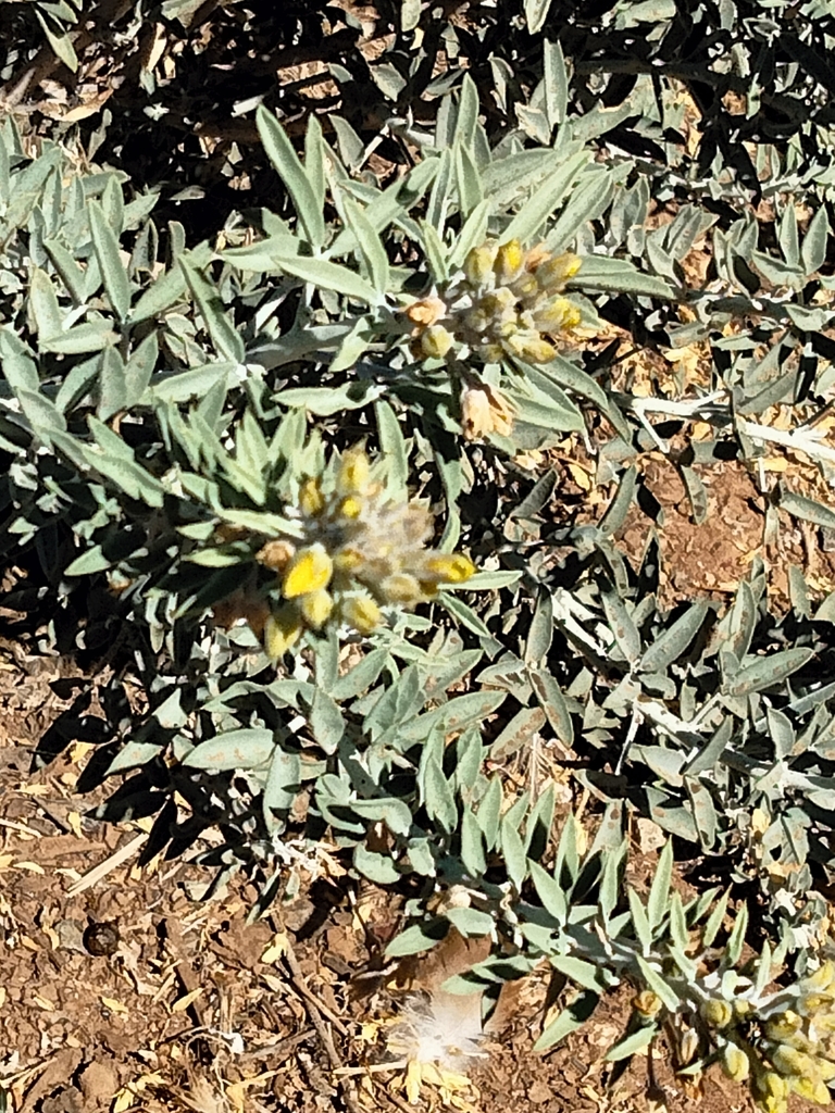 Bladderpod from San Diego Bay National Wildlife Refuge, San Diego Bay ...
