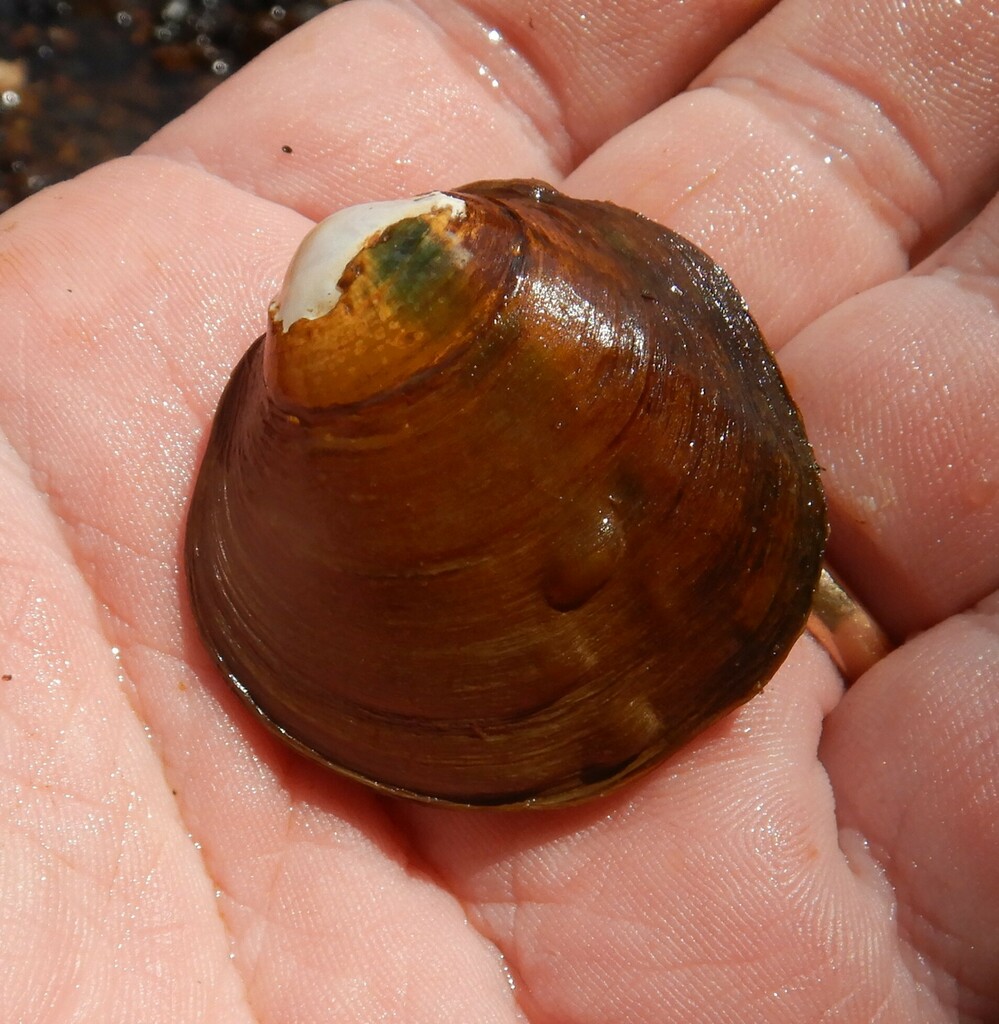 Pimpleback from Bear Creek, mouth of Rock Creek, along Natchez Trace ...