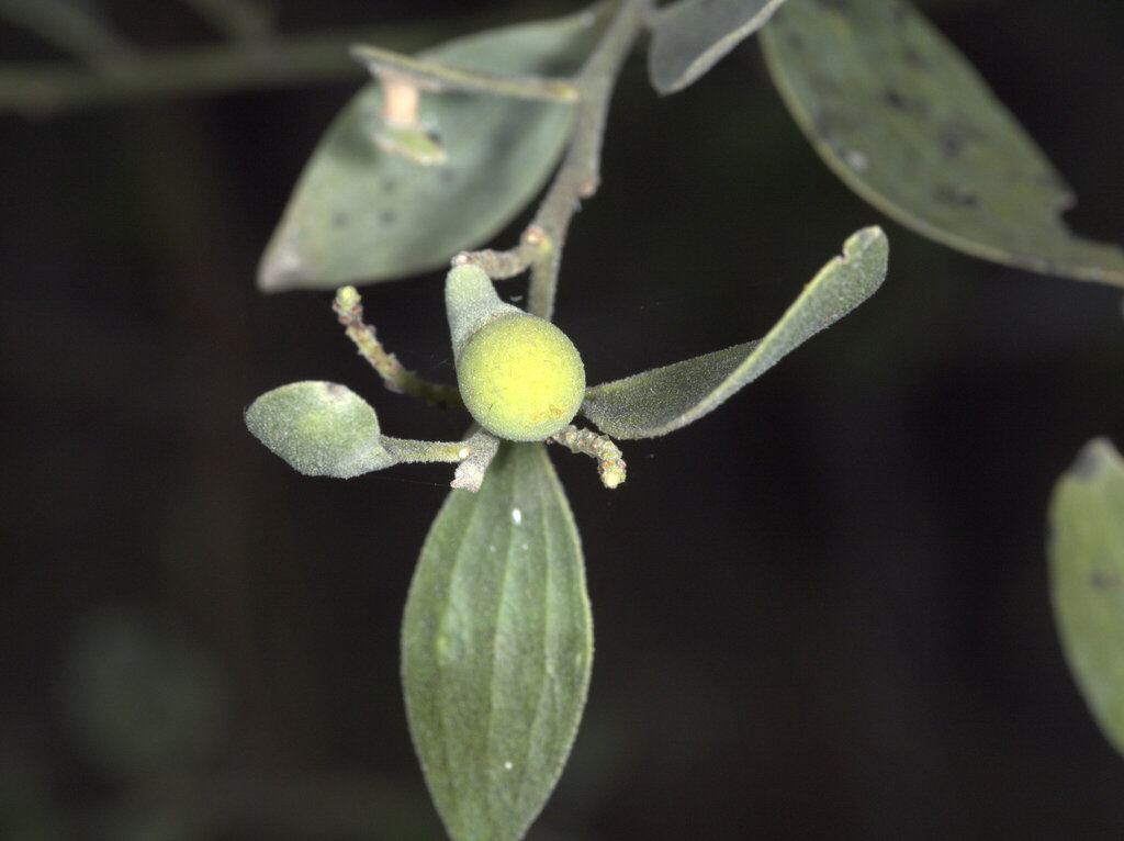 Broad Leaved Native Cherry from Litchfield Park NT 0822, Australia on ...