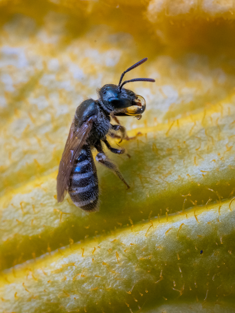 Confusing Furrow Bee in June 2022 by Davis Harder · iNaturalist