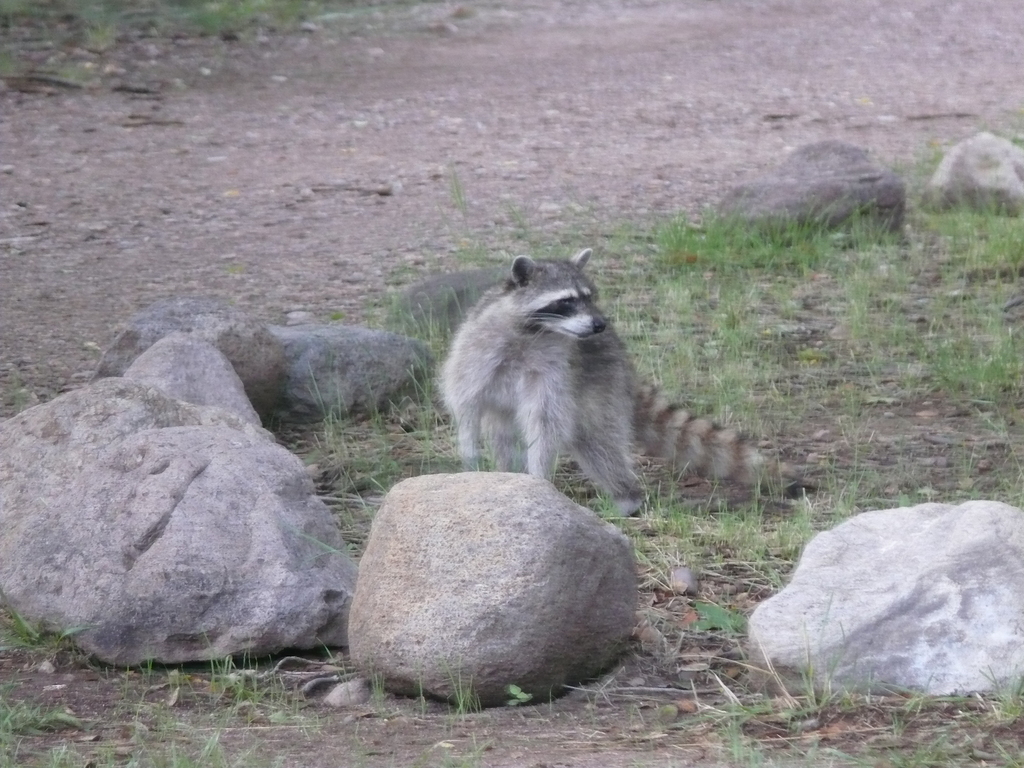 Common Raccoon from Cochise County, AZ, USA on August 9, 2008 at 05:50 ...
