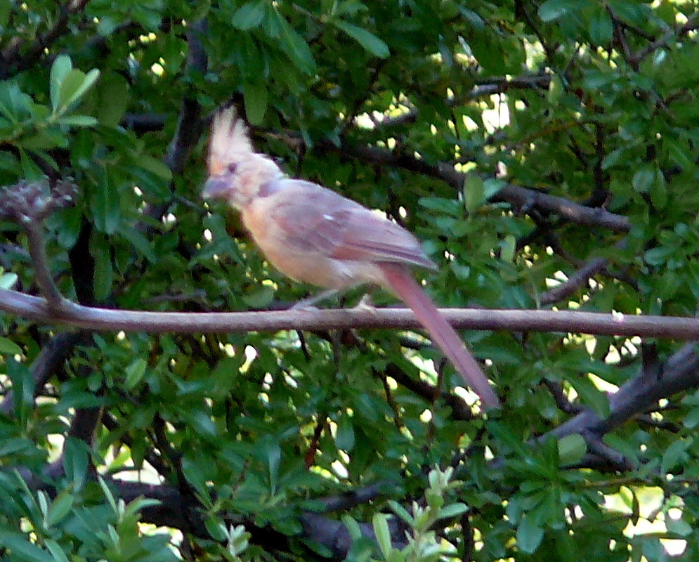 Northern Cardinal from Cochise County, AZ, USA on August 09, 2008 at 07 ...