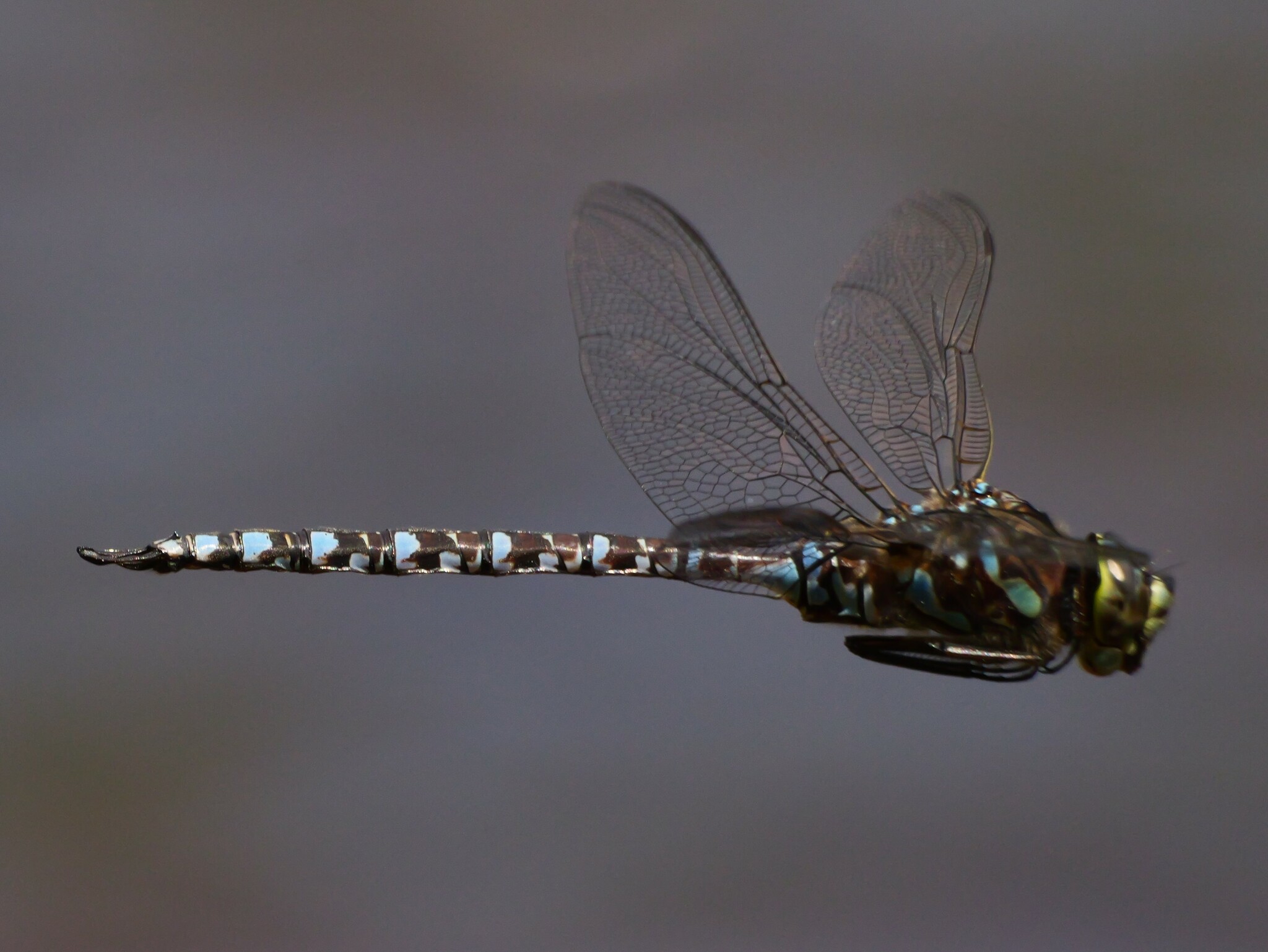 Aeshna eremita Scudder, 1866