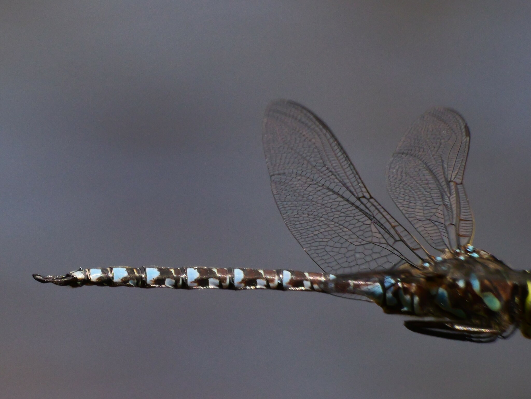 Aeshna eremita Scudder, 1866