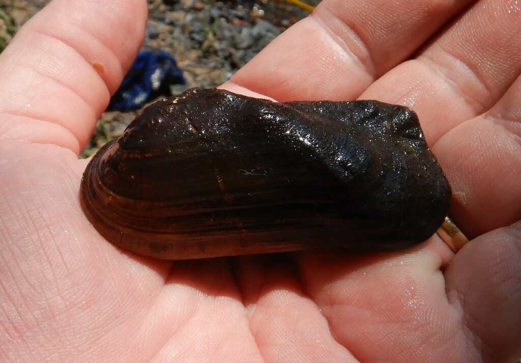 rabbitsfoot in June 2022 by Jeff Garner · iNaturalist