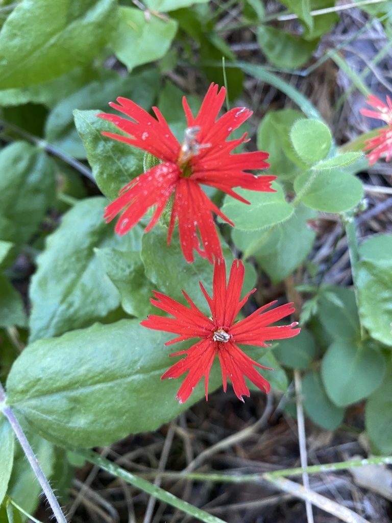 North Californian Indian pink from Nevada City, CA, US on June 24, 2022 ...