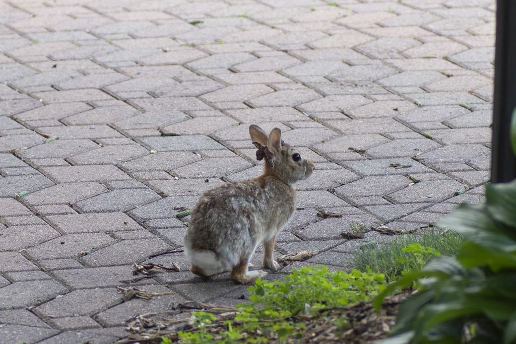 Shope papilloma virus from Hamline - Midway, St Paul, MN, USA on June ...