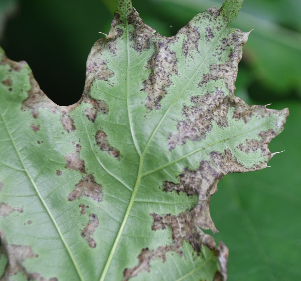 Oak Leaf Blister from Randolph County, WV, USA on June 26, 2022 at 11: ...
