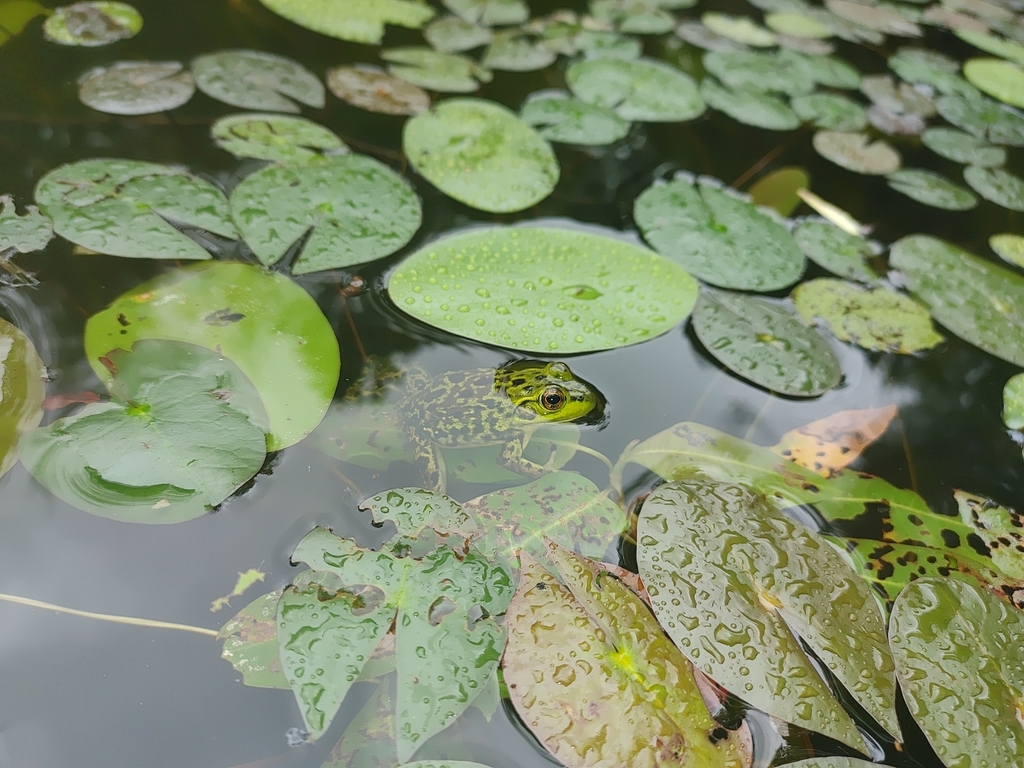 Mink Frog in June 2022 by naturalistfishing. Lots of little mink frogs ...
