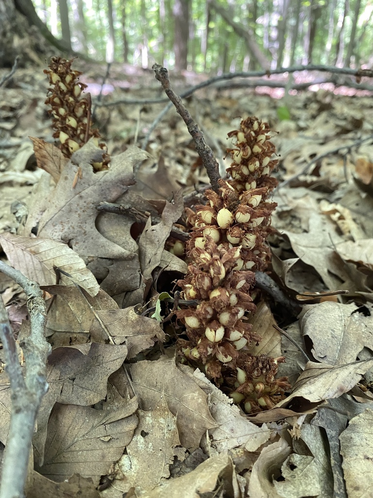 American cancer-root in June 2022 by botany08 · iNaturalist